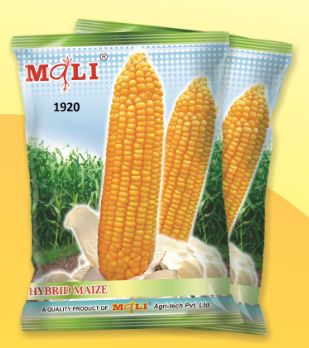 Maize Seed Products – Maliseeds