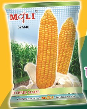 Maize Seed Products – Maliseeds